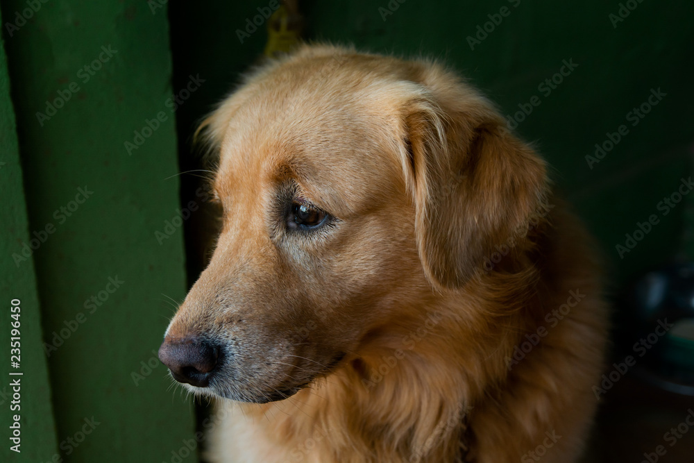 Golden Retriever Head Shots Portraits