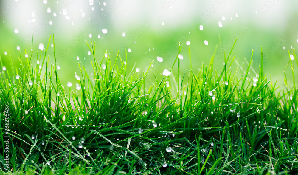 Water Drop On Grass