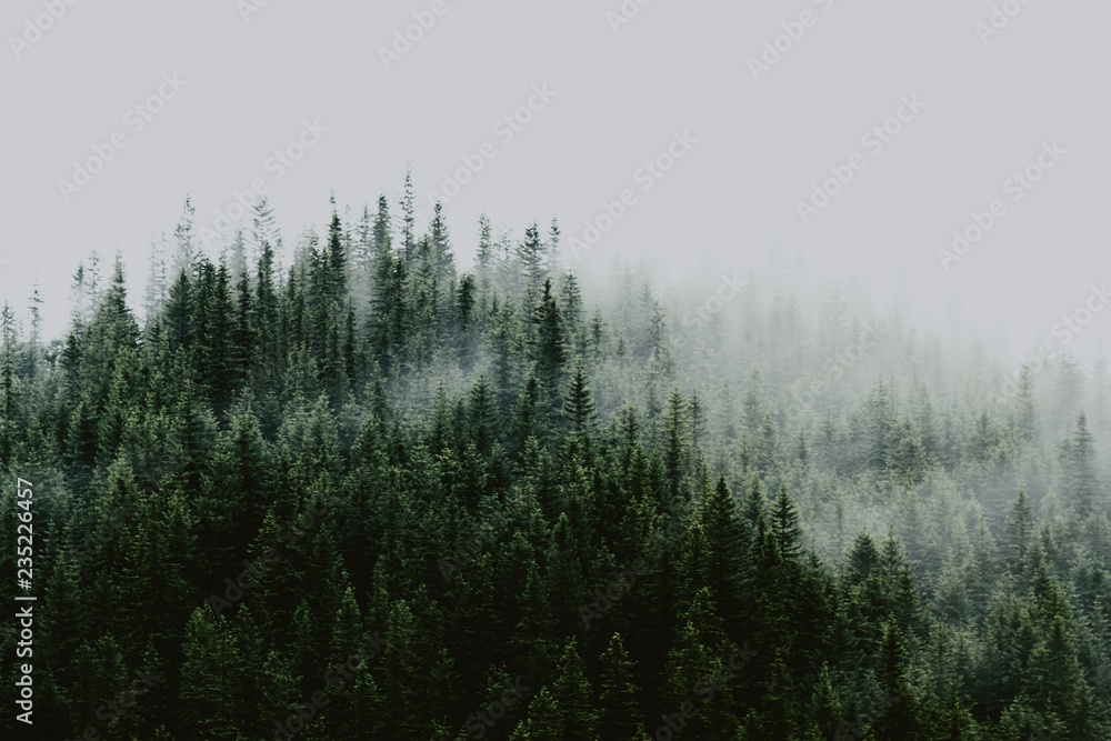 Fototapeta las widok drzewa trawa wzgórze - Dekowizja.pl