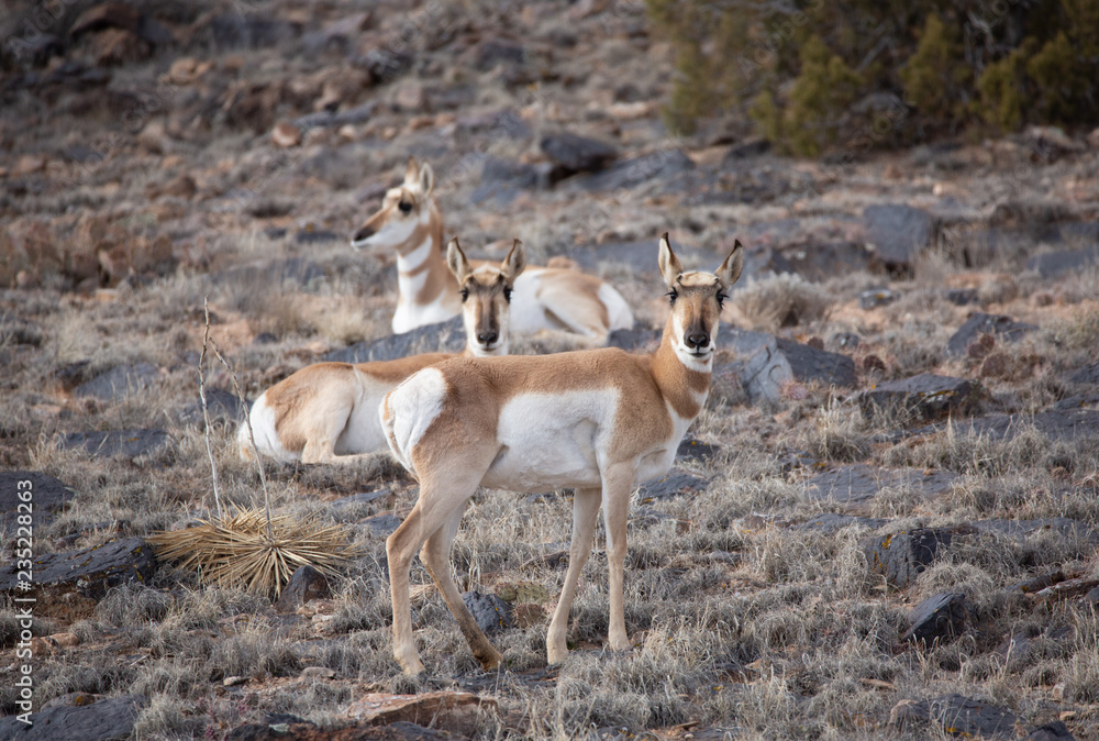 Pronghorn Antelope in Western Colorado Stock Photo | Adobe Stock
