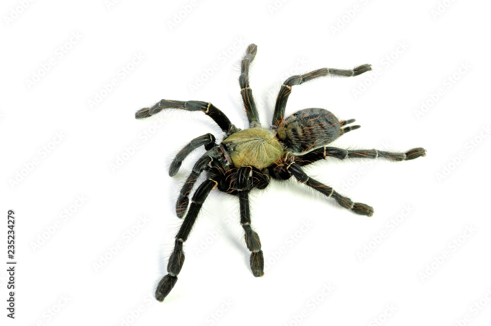 Cyriopagopus Schioedtei