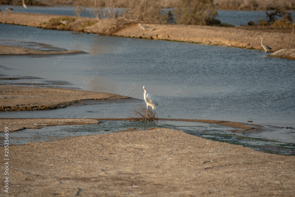 Wild Birds in Ras Al Khor Wildlife Sanctuary, Ramsar Site, Mangrove ...