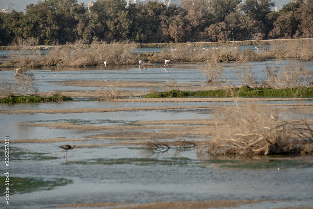 Wild Birds in Ras Al Khor Wildlife Sanctuary, Ramsar Site, Mangrove ...