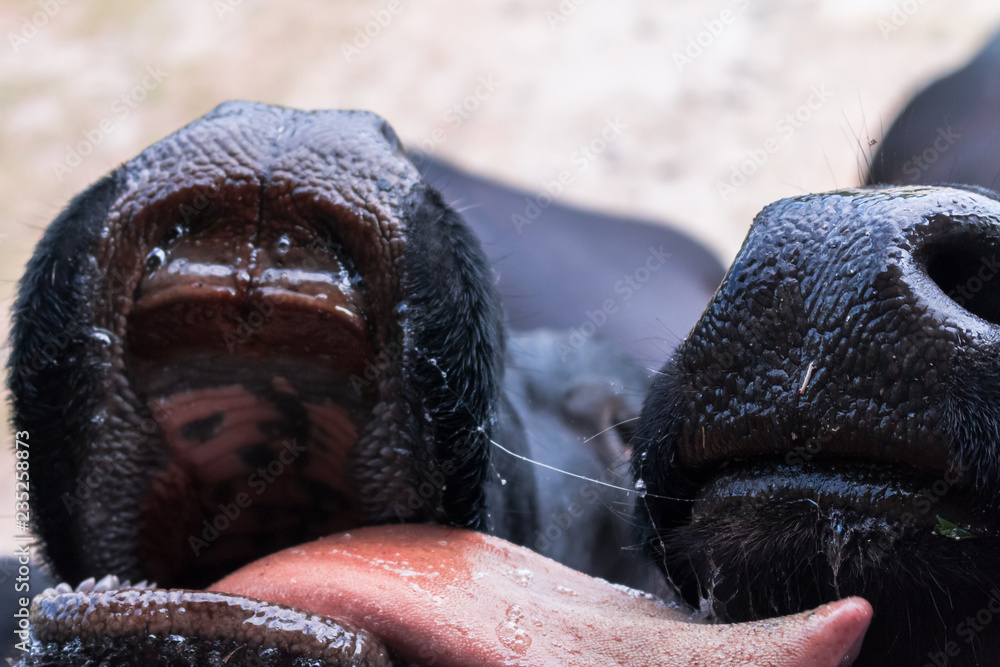 closeup of cow reaching tongue out to other black cow mouth Stock Photo ...