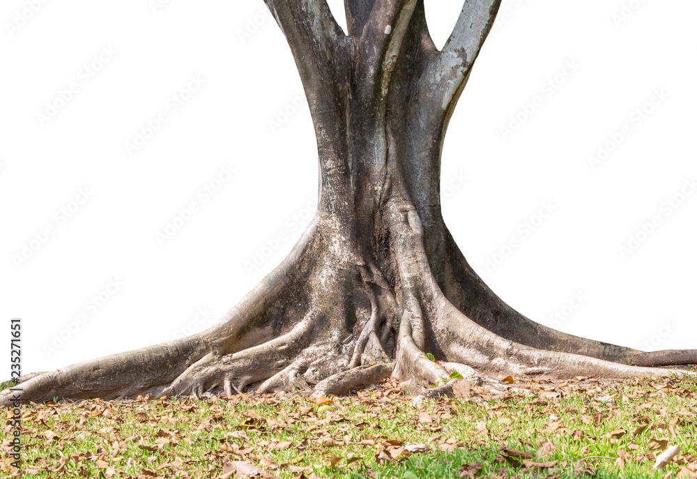Roots of tree and trunk isolated on white background. Stock Photo ...