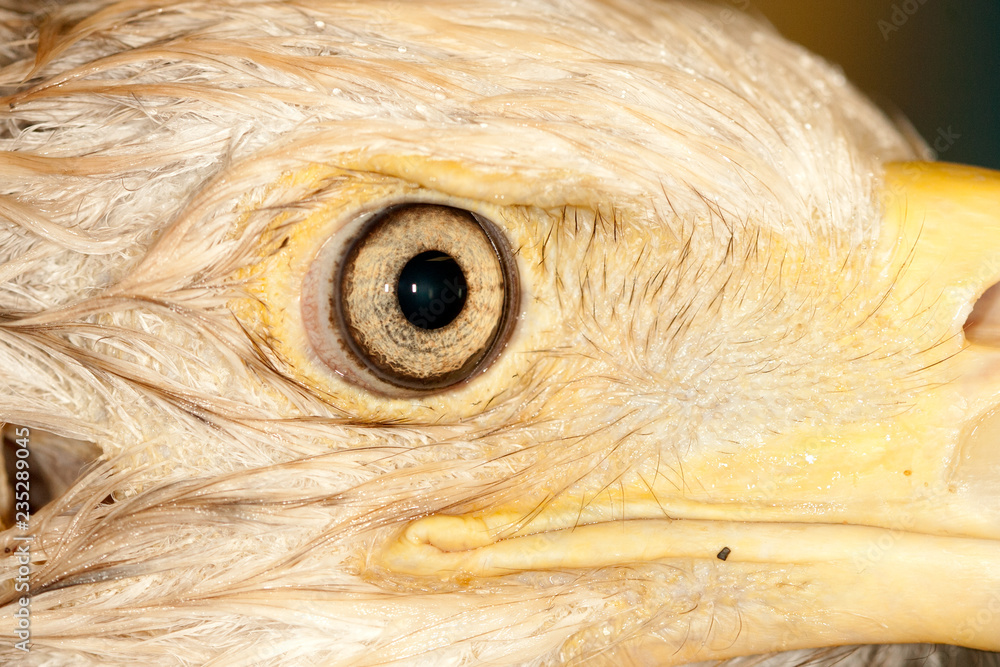 Bald Eagle eye taken in southern MN under controlled conditions Stock ...