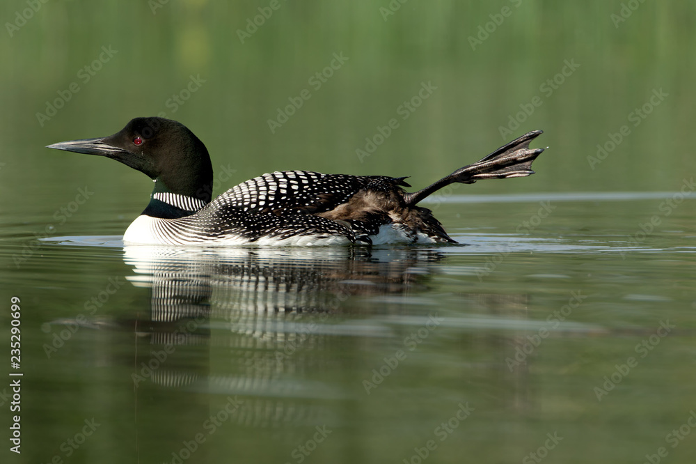 Common Loon foot wag taken in central MN Stock Photo | Adobe Stock