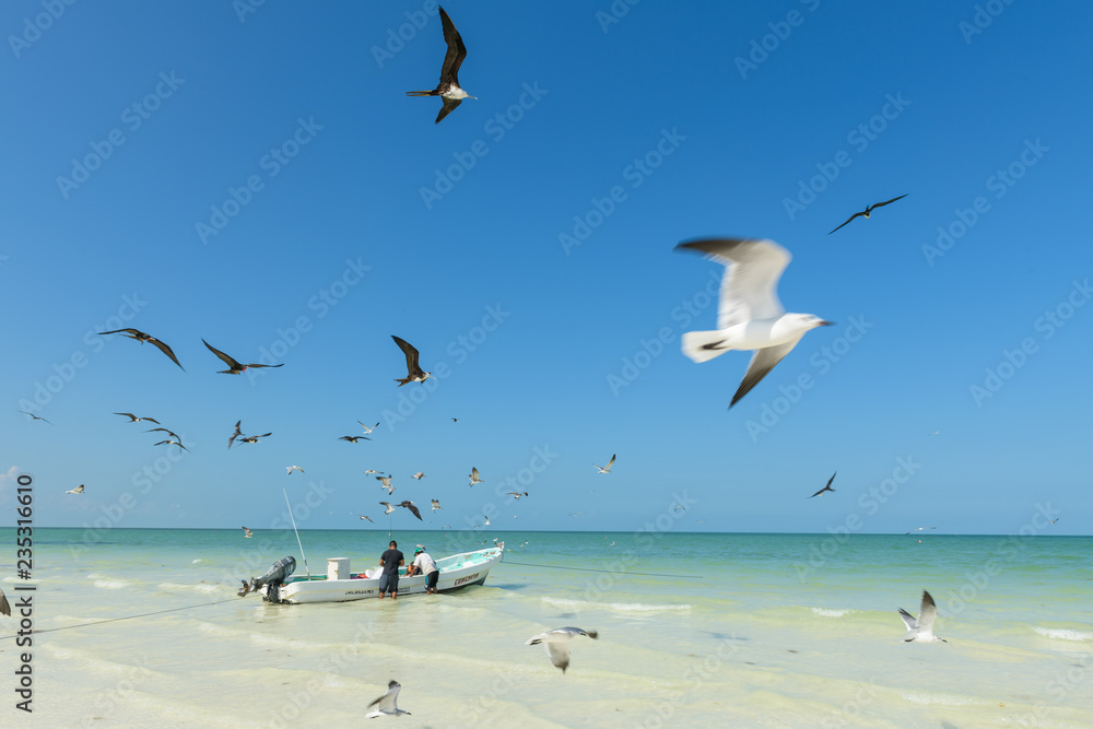 lancha pescando con aves volando en holbox Stock Photo | Adobe Stock
