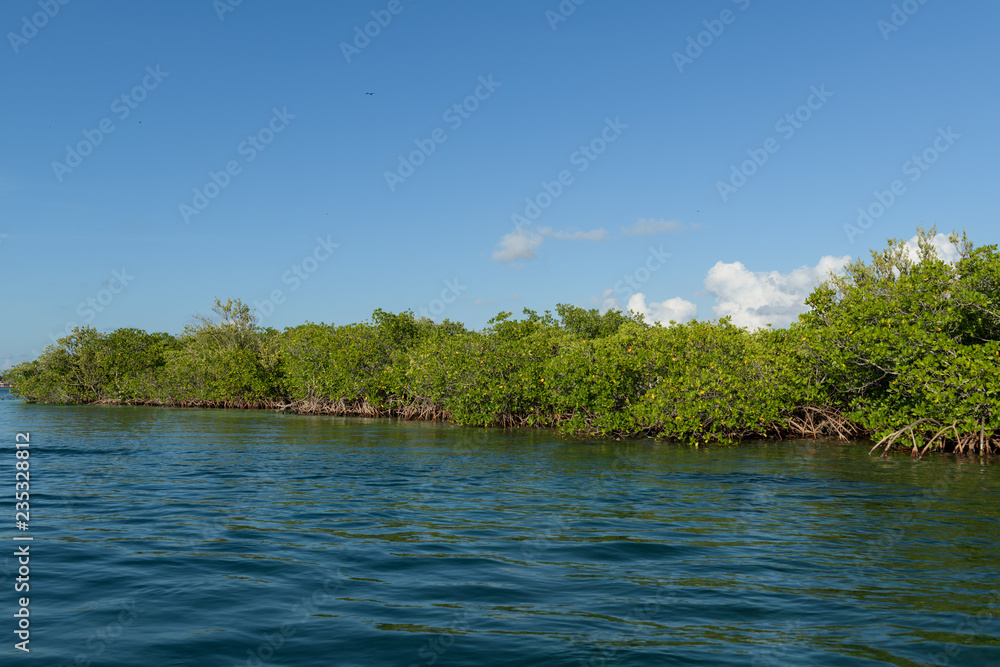 Foto de manglares en isla mujeres cancun quintana roo do Stock | Adobe ...