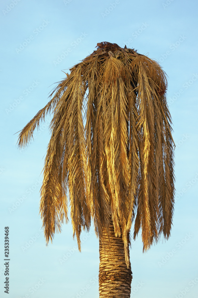 Diseases of palm trees. Canary Island date palm that is infected by red ...