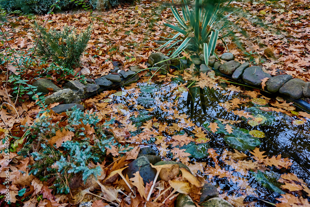 Autumn leaves fall into the garden. Evergreens around the pond. Yucca ...