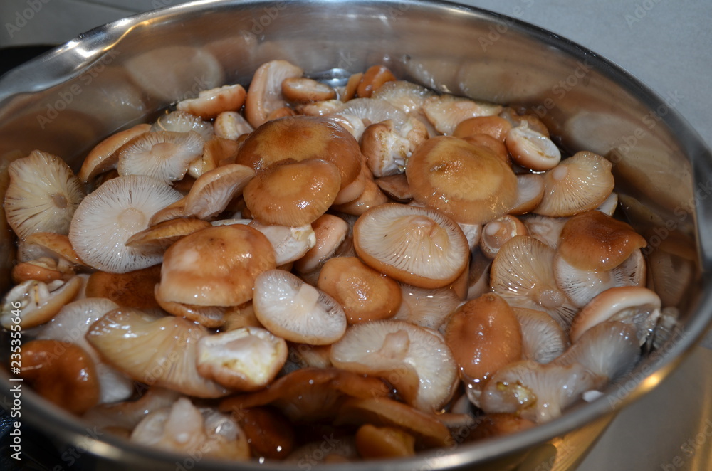 Grzyby opieńki w garnku z wodą, Armillaria mellea Stock Photo | Adobe Stock