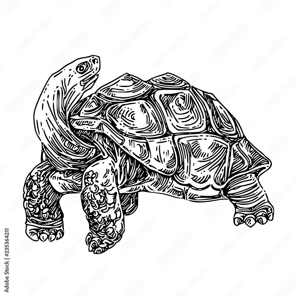Giant Tortoise Drawing