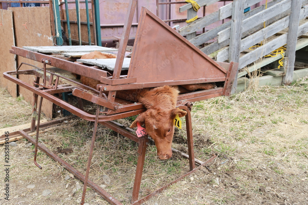 Calf in a branding table Stock Photo | Adobe Stock
