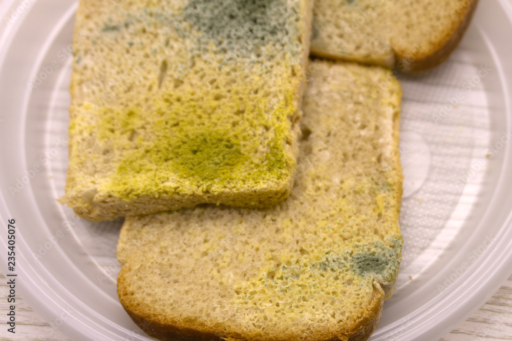 White Bread Mold