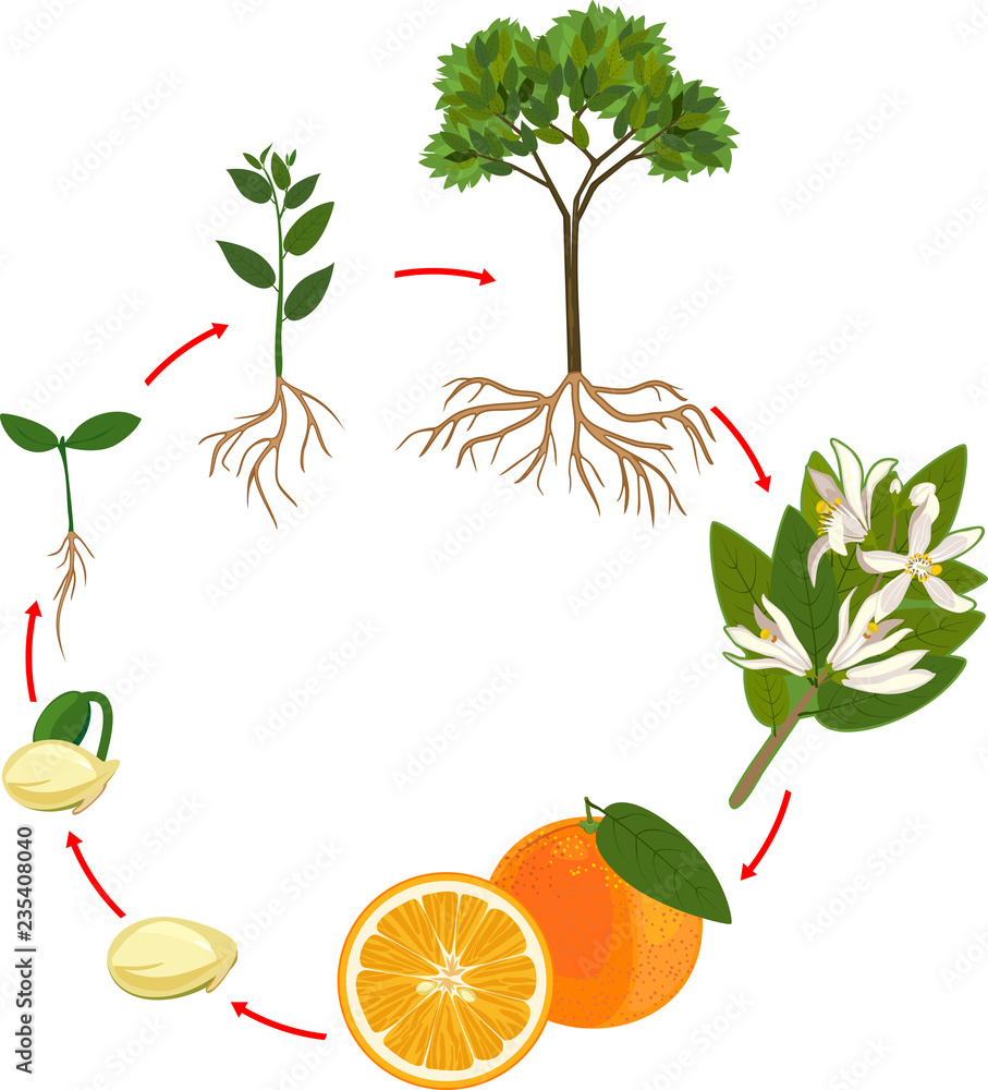 Life cycle of orange tree. Plant growth stage Stock Vector | Adobe Stock