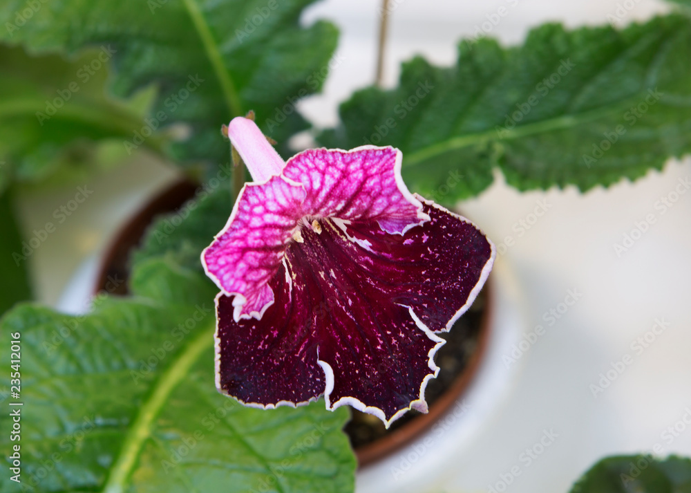 Streptocarpus flower. Streptocarpus is a flowering houseplant. Stock ...