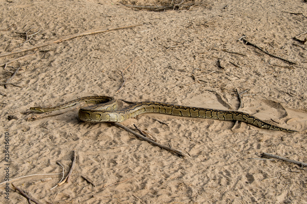 Foto De Python De Seba Python Sebae Parc National Des Oiseaux Du