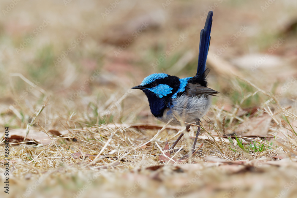 Superb Fairywren - Malurus cyaneus - passerine bird in the Australasian ...