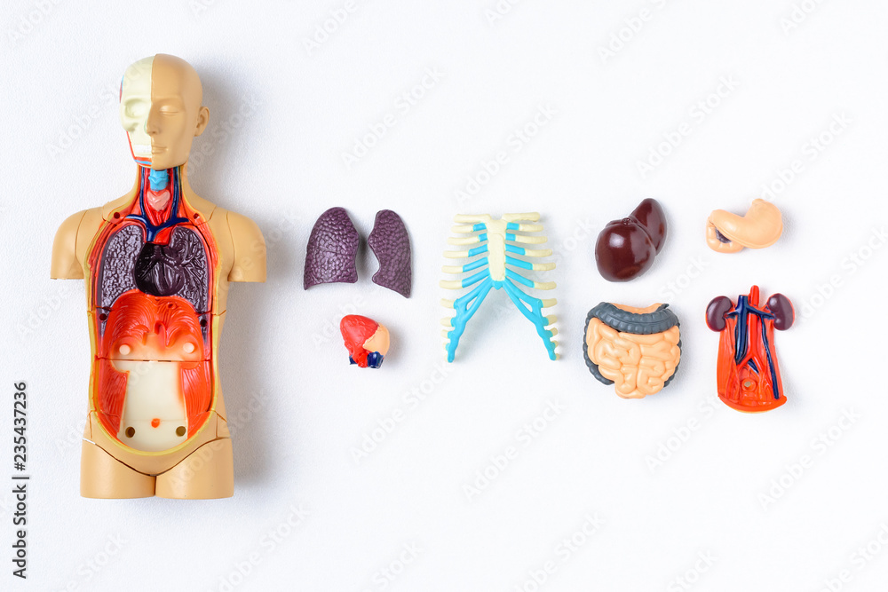 Plastic man dummy with internal organs on a white background. Teaching ...