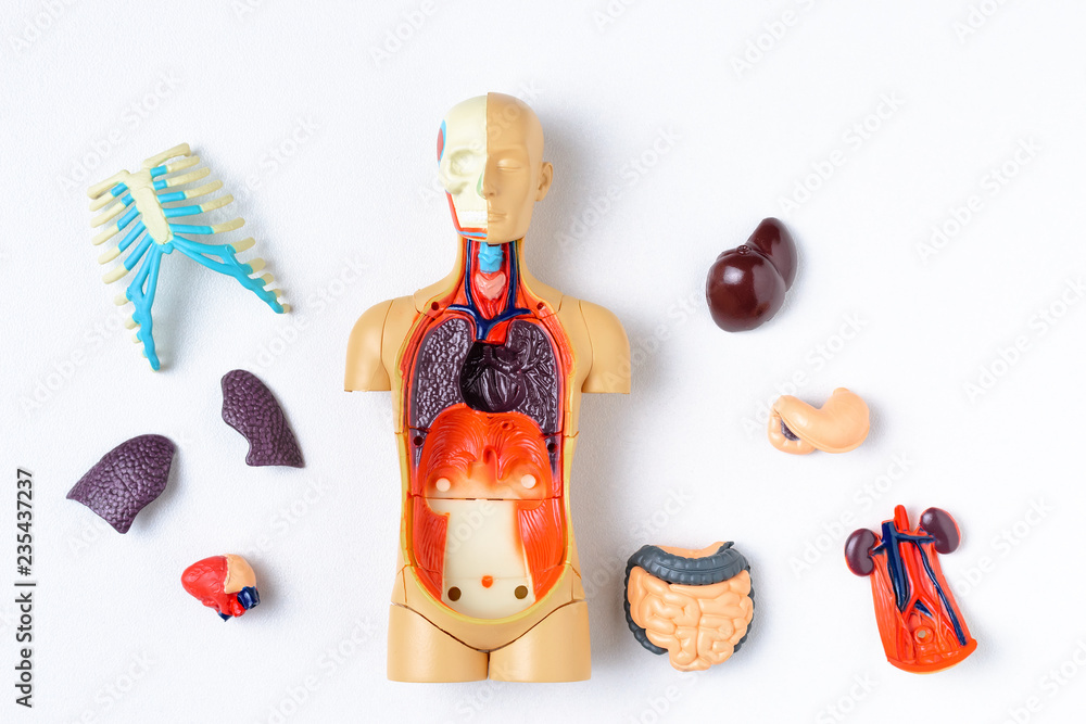 Plastic man dummy with internal organs on a white background. Teaching ...