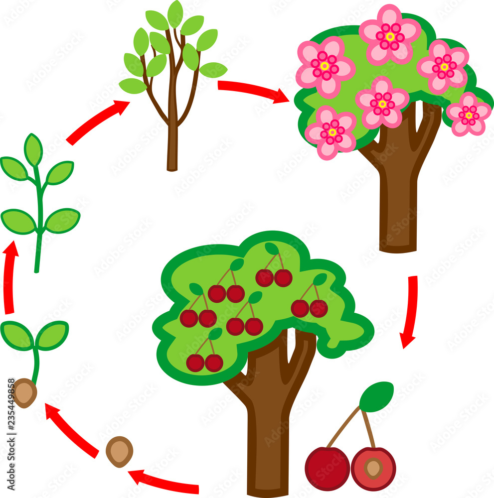 Life cycle of cherry tree. Plant growth stage from seed to tree with ...