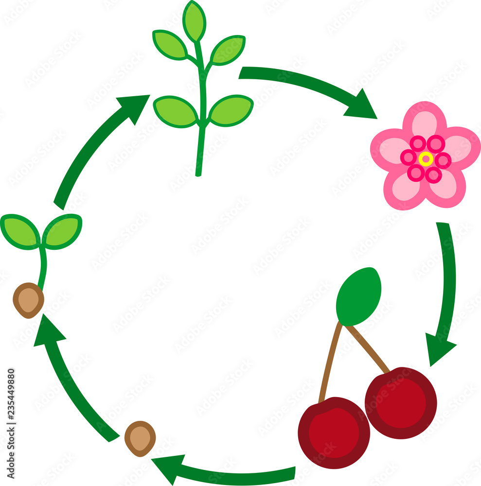 Life cycle of cherry tree. Plant growth stage Stock Vector | Adobe Stock