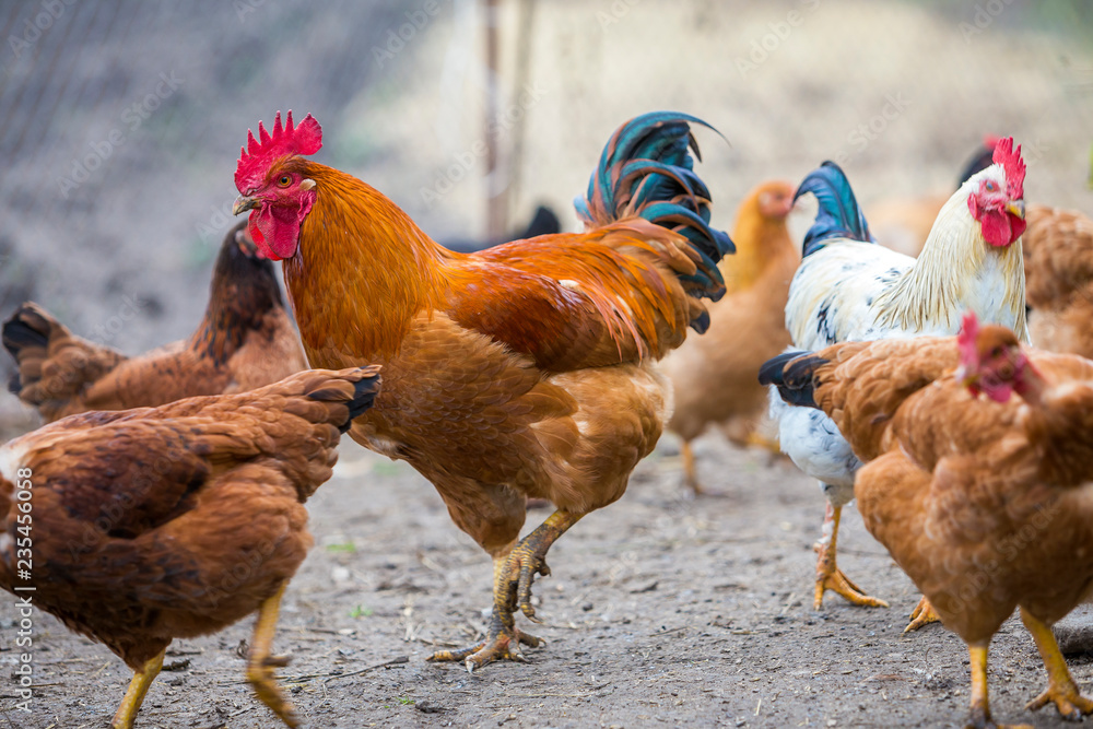 Production Red Rooster