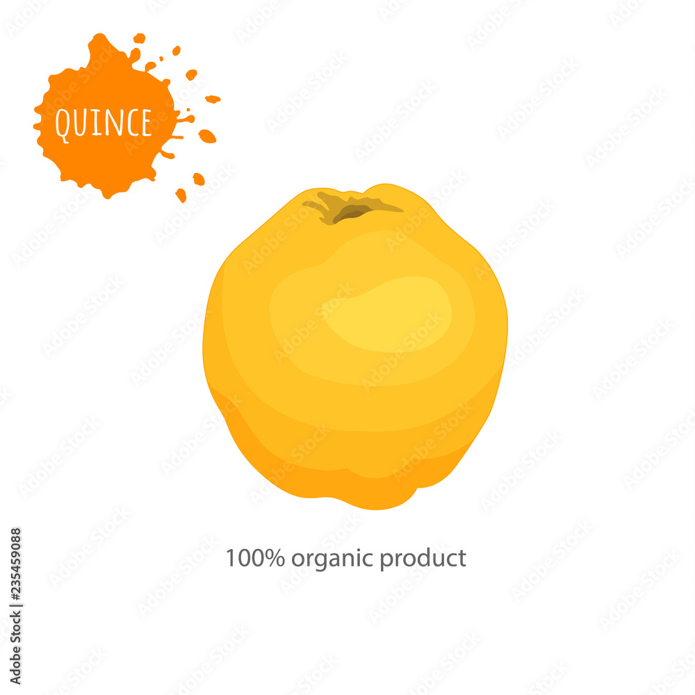 Vector quince in cartoon style isolated on white background ...