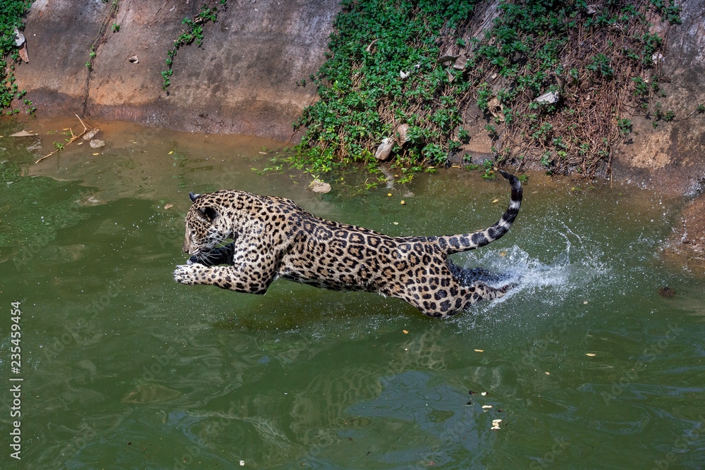 Jaguar Jumping