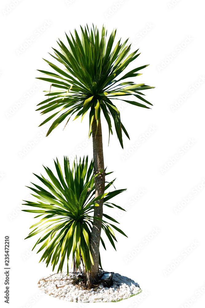 Dracaena loureiri tree or Pha Chan tree in Thailand, There is light ...
