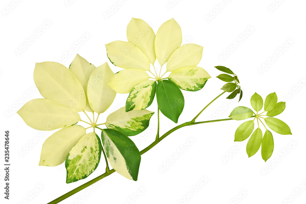 Variegated Dwarf Umbrella Plant, Octopus Tree Isolated on White ...