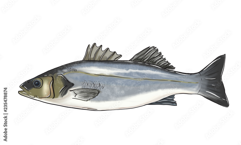 Hand drawn digital illustration colored sketch of seabass fish isolated ...