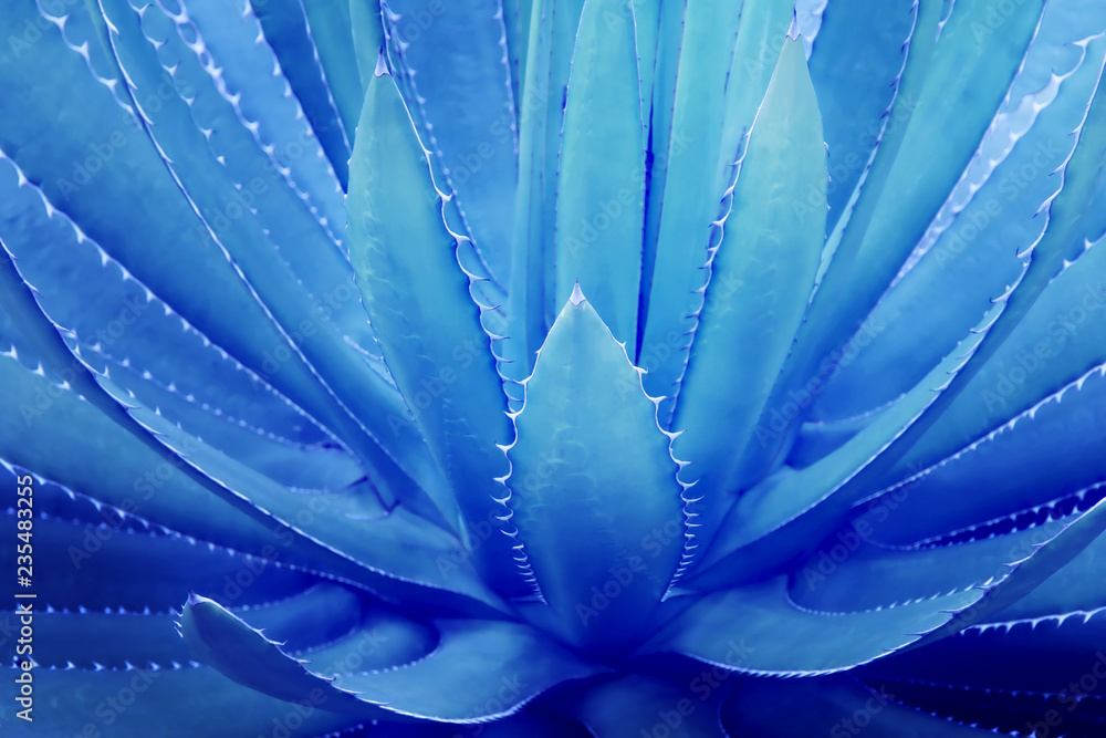 Spiky Agave Plant in Blue Tone Color as Natural Texture Background ...