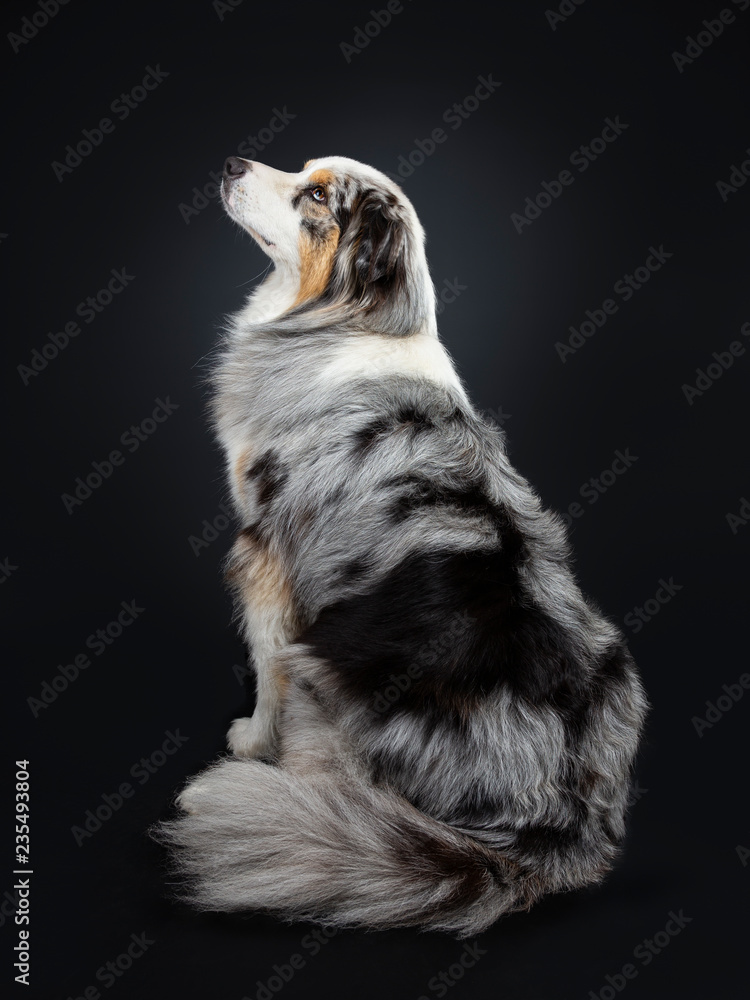 Handsome Australian Shepherd dog sitting backwards looking en profile ...