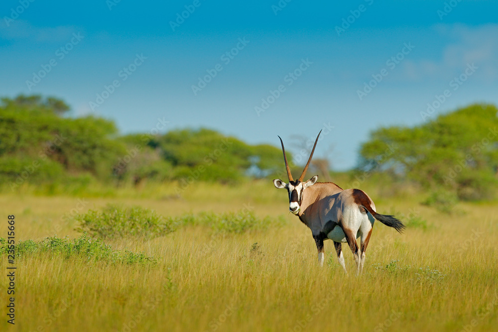Foto Stock Gemsbok with green forest, evening sunset. Gemsbuck, Oryx ...