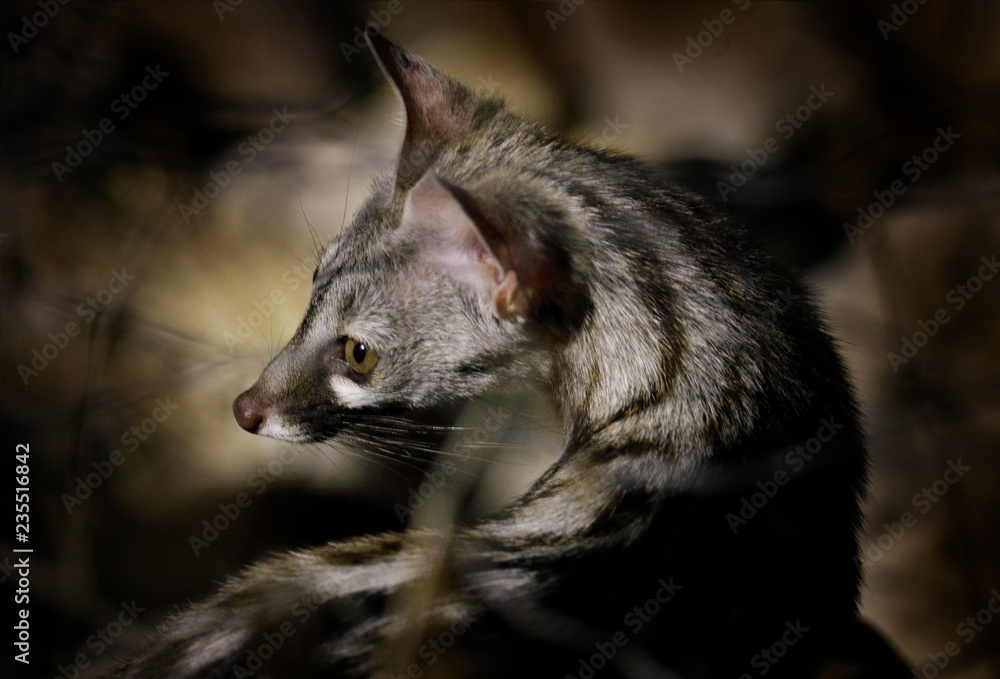 Small Spotted Genet