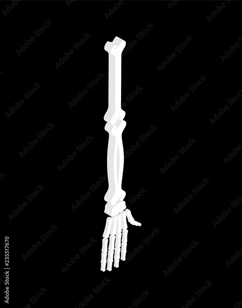 Bone Arm isometric isolated. 3D Bones anatomy. Human Skeleton system ...