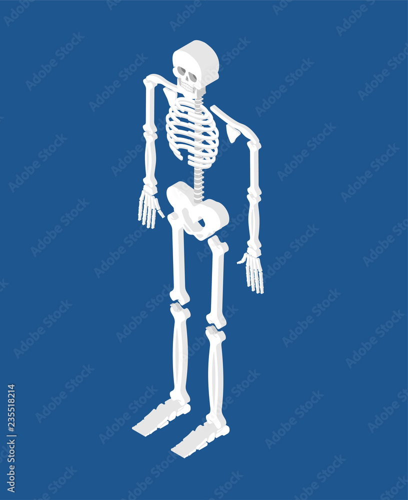 Skeleton isometric isolated. 3D Skull and Bones. Pelvic bone and ribs ...