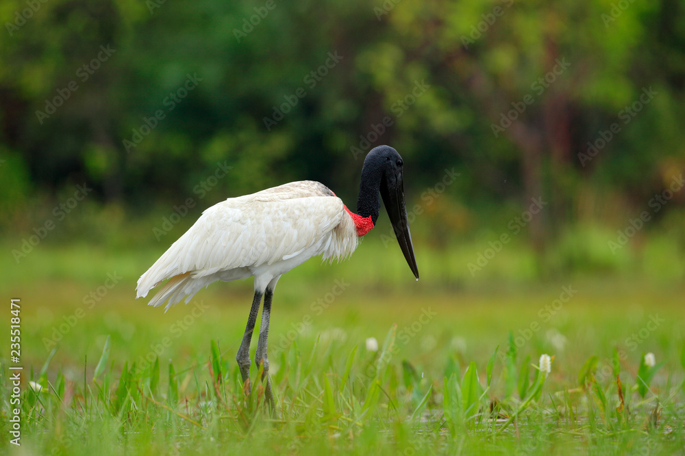 Big stork from Brazil. Jabiru stork in the water, green vegetation ...