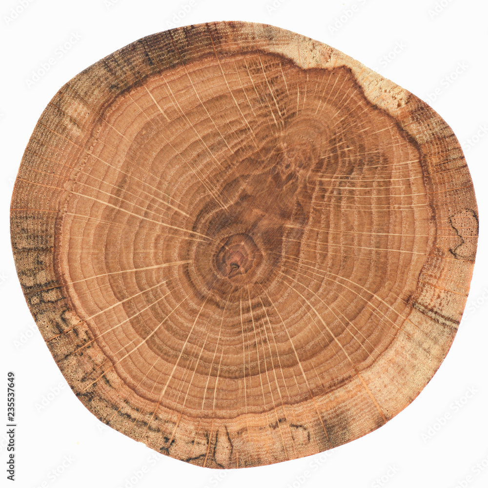 Round oak wood slab with annual rings texture isolated on white Stock ...