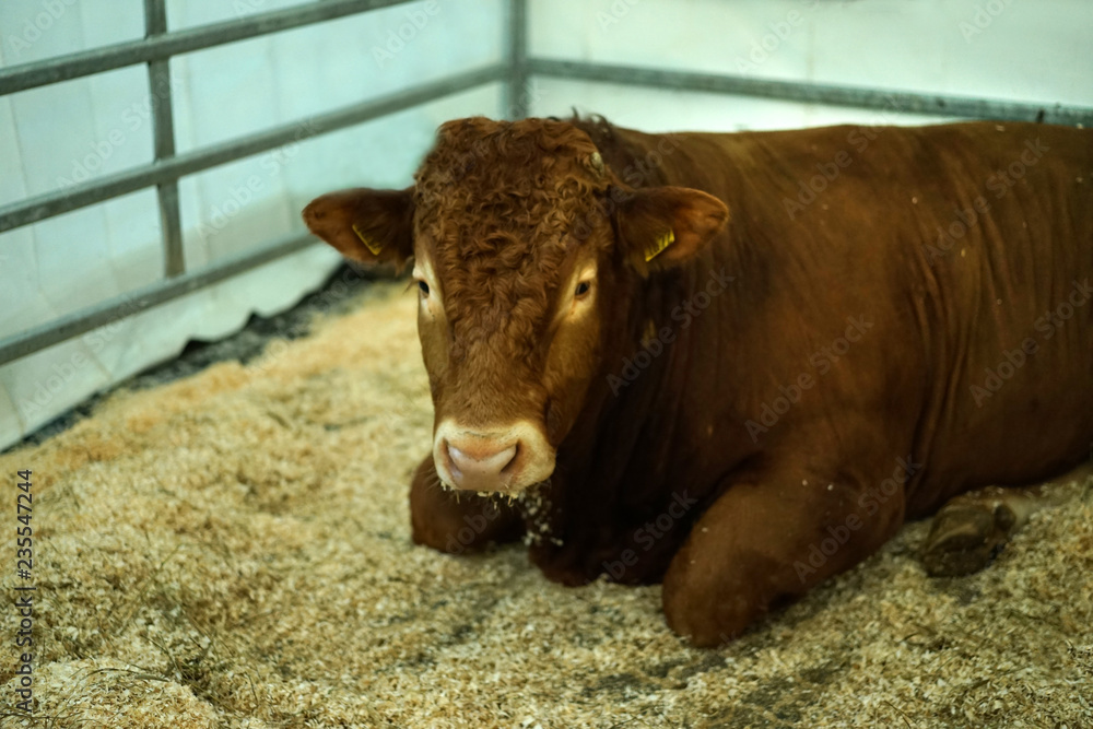 Massive brown muscular bull in the stall. Stock Photo | Adobe Stock