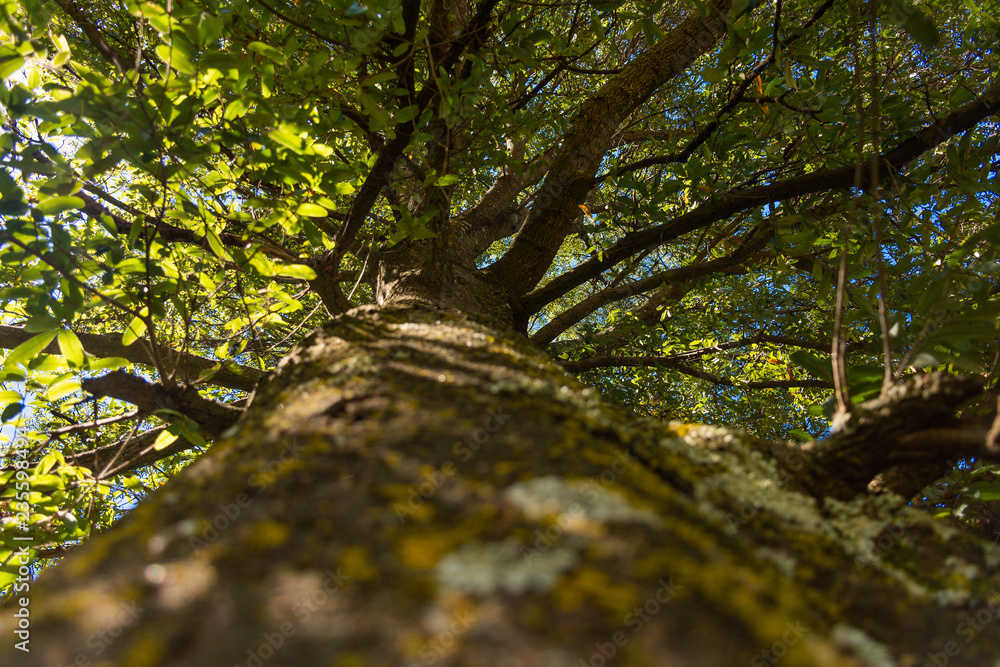 ramas de arbol Stock Photo | Adobe Stock