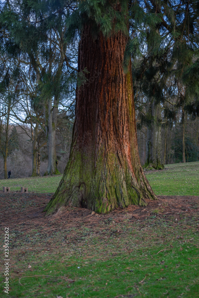 approach to a pine that gives it different magnitude than it has Stock ...