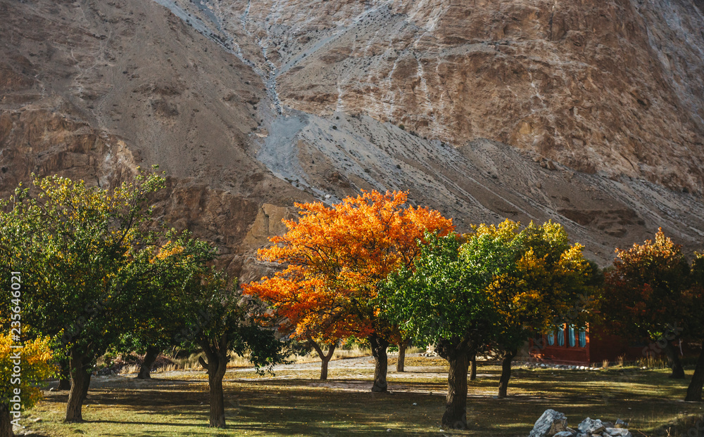 Colorful trees during autumn in Pakistan Stock Photo | Adobe Stock