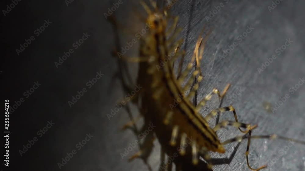 Close up Scutigera coleoptrata, eerie insect in the sink. Scary ...