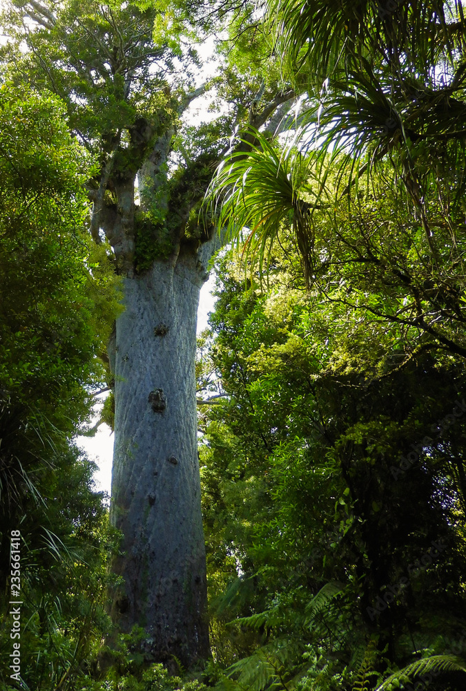 Tane Mahuta, an old Kauri tree in New Zealand Stock Photo | Adobe Stock