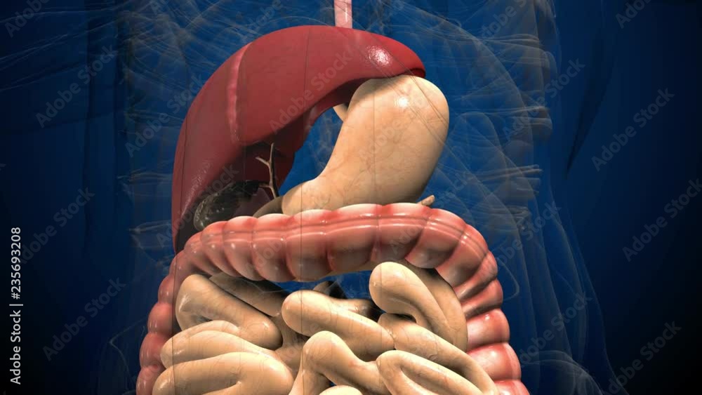 3D render illustration digestive system . Human anatomy. Muvement guts ...
