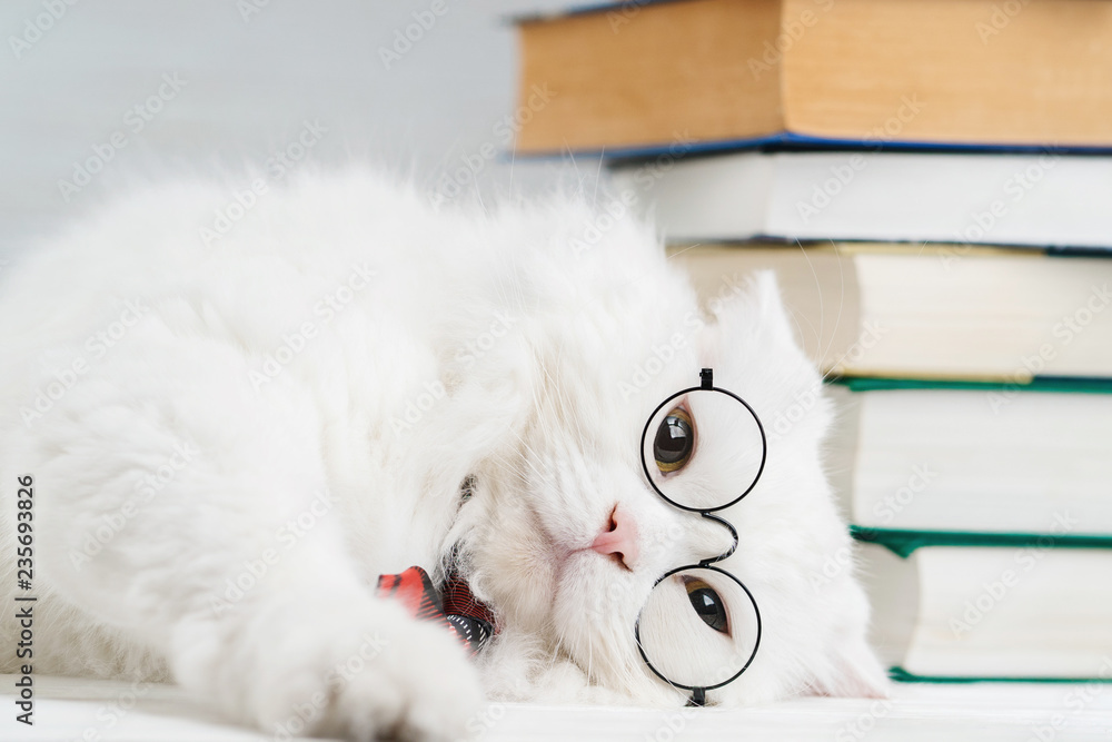Portrait of furry cat in transparent round glasses. Domestic soigne ...