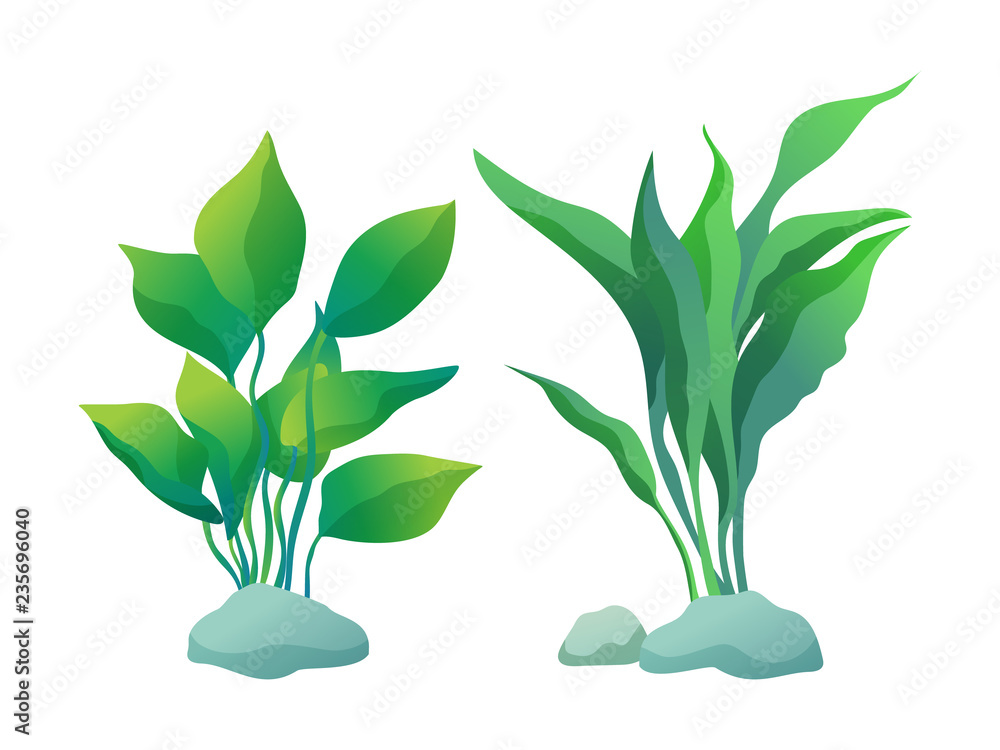 Poster Algae Plants with Deltoid and Wedge Shaped Leaves – Wall Art ...